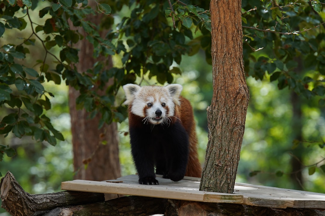 A vörös panda: az aranyos és veszélyeztetett faj